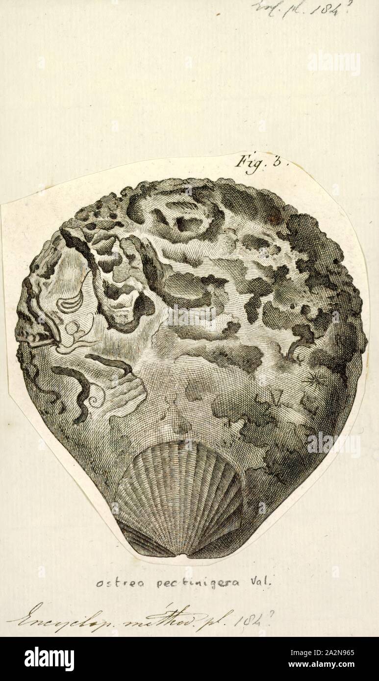 Ostrea pectinigera, Print, Ostrea is a genus of edible oysters, marine ...