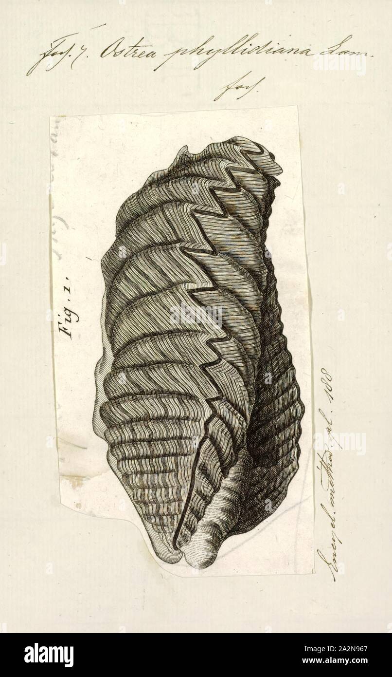 Ostrea phyllidiana, Print, Ostrea is a genus of edible oysters, marine ...