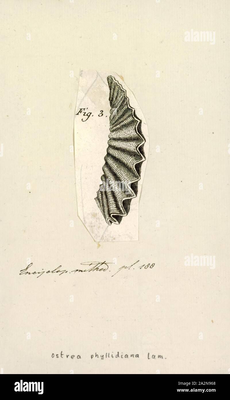 Ostrea phyllidiana, Print, Ostrea is a genus of edible oysters, marine ...