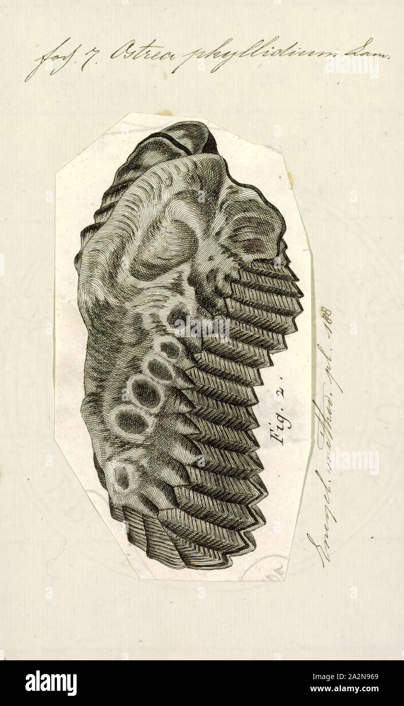 Ostrea phyllidium, Print, Ostrea is a genus of edible oysters, marine ...