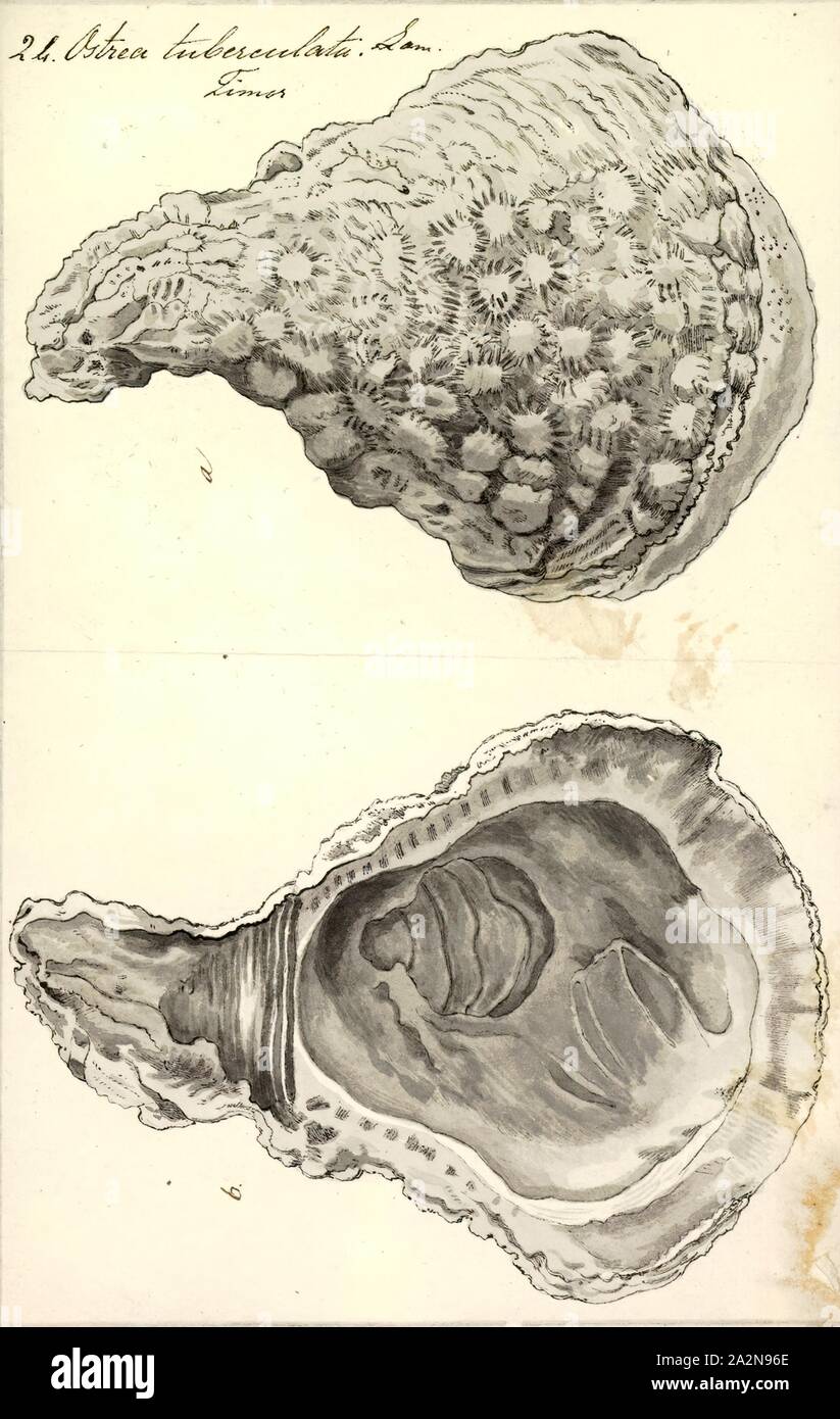 Ostrea tuberculata, Print, Ostrea is a genus of edible oysters, marine ...