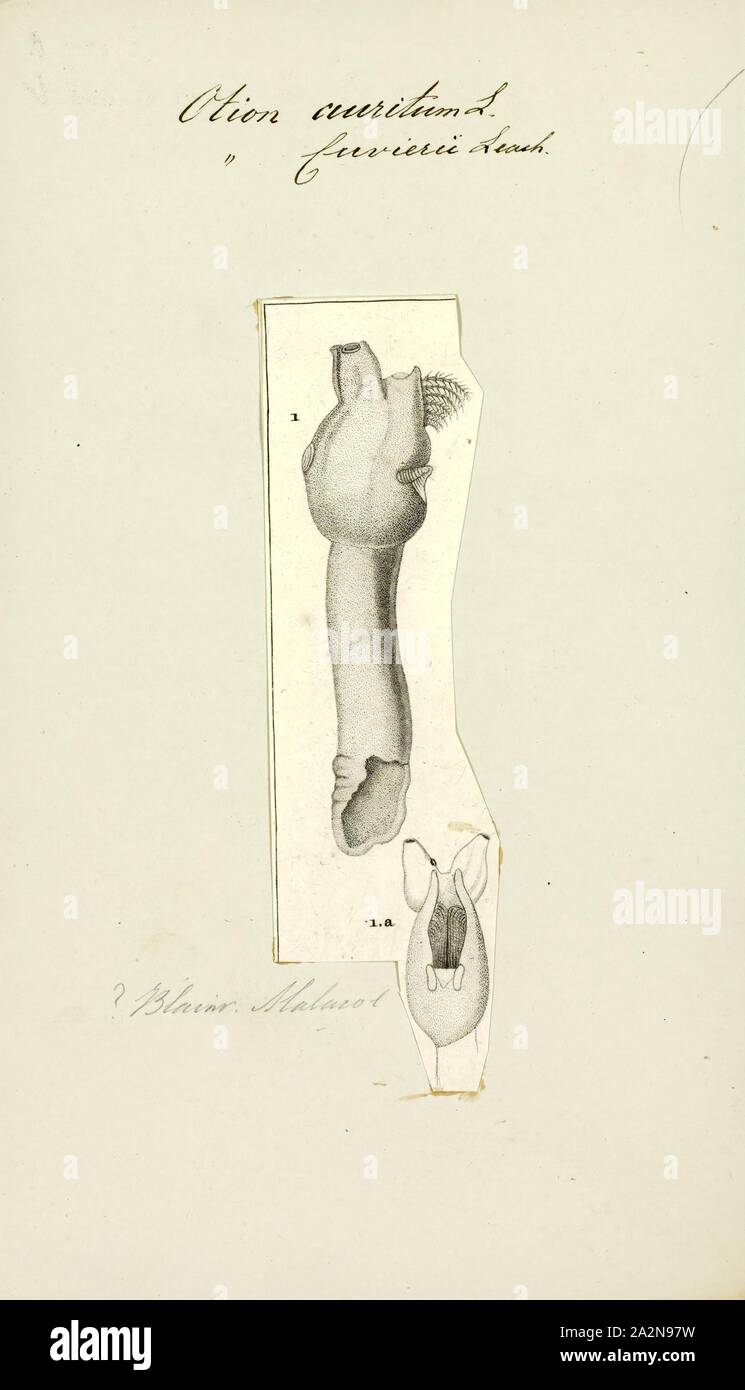 Otion auritum, Print Stock Photo - Alamy