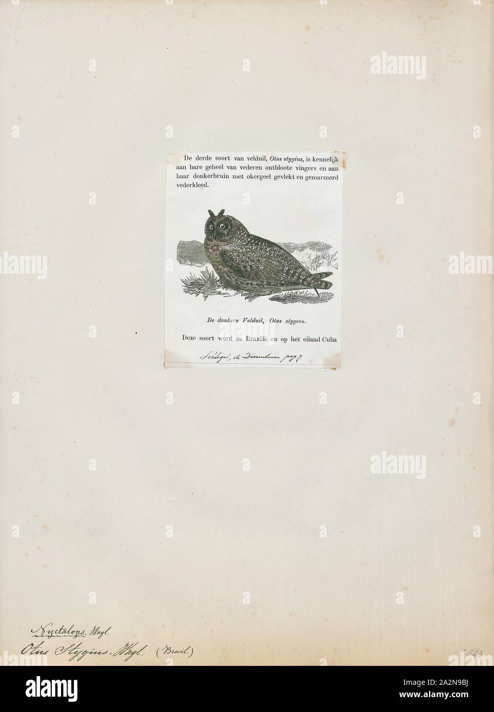 Stygius hi-res stock photography and images - Alamy