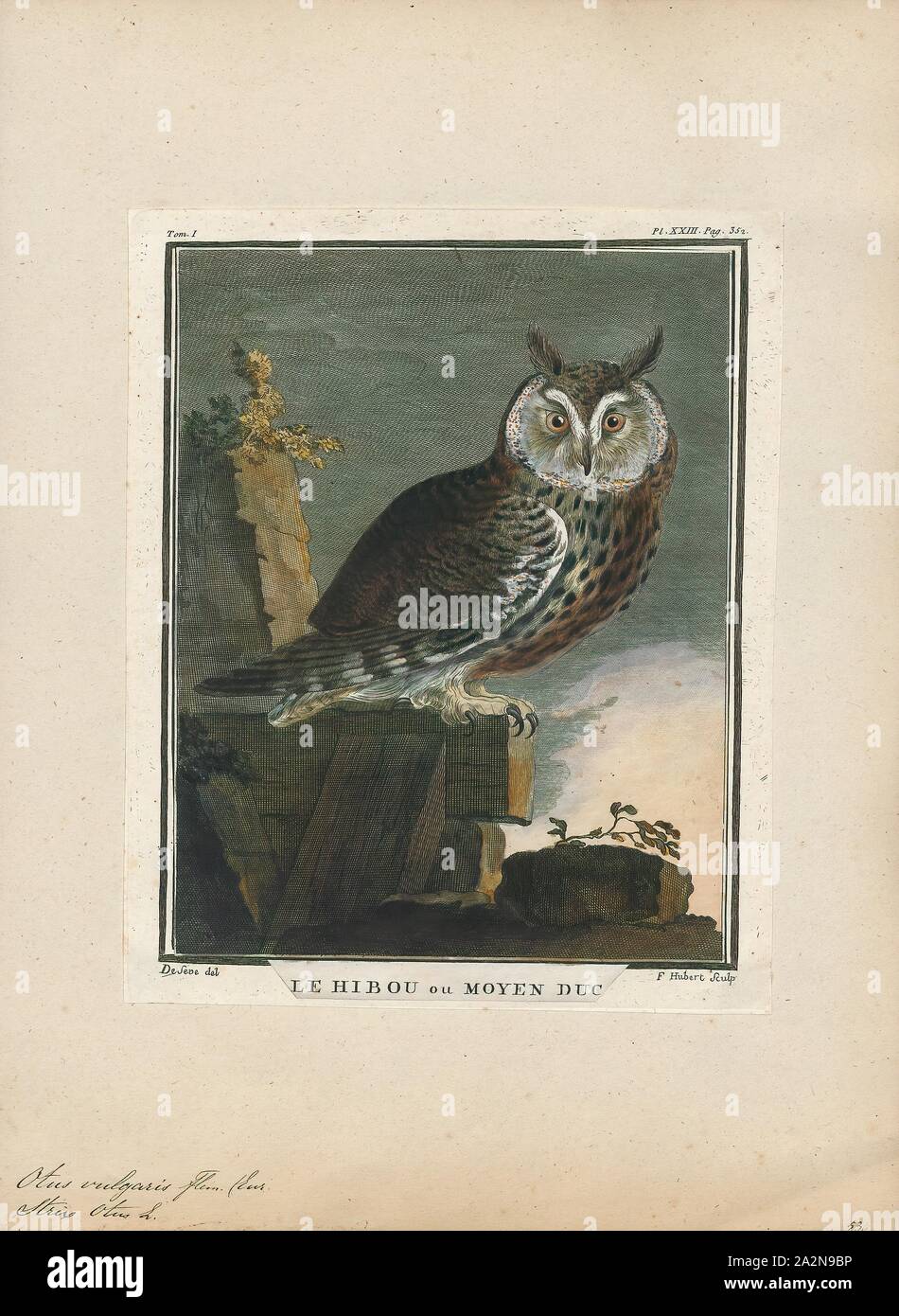 Otus vulgaris, Print, The long-eared owl (Asio otus), also known as the ...