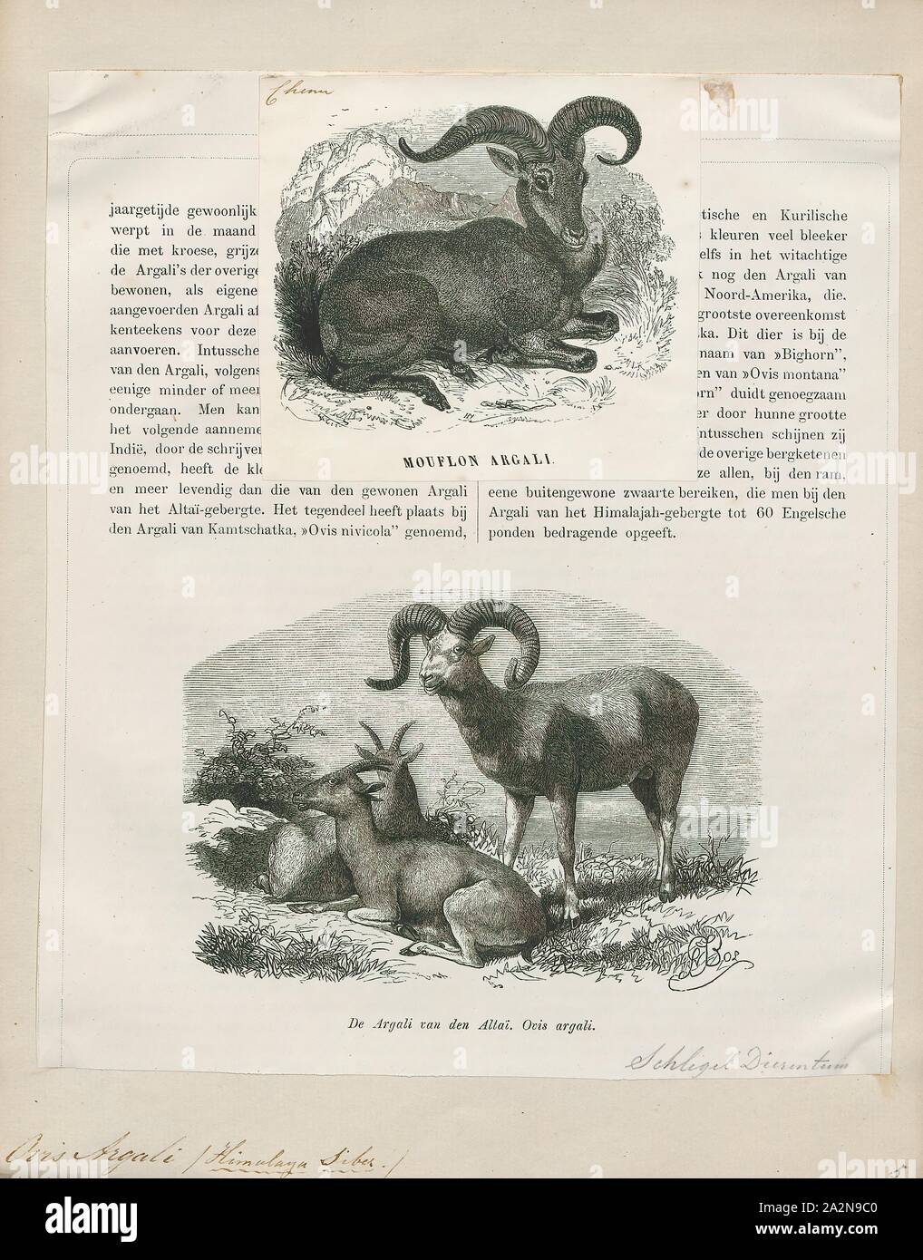 Ovis argali, Print, Ovis is a genus of mammals, part of the Caprinae ...