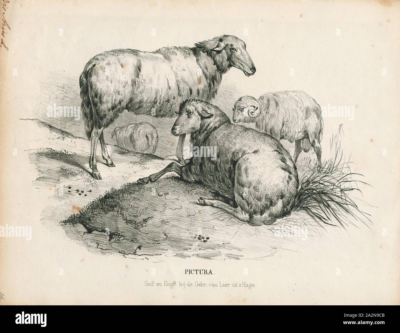 Ovis aries, Print, Domestic sheep (Ovis aries) are quadrupedal ...