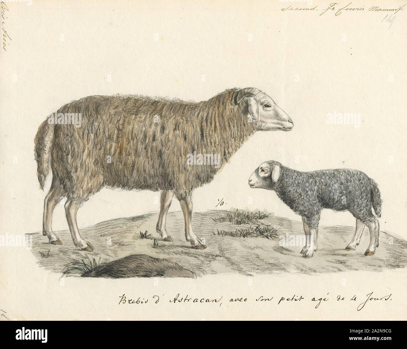 Ovis aries, Print, Domestic sheep (Ovis aries) are quadrupedal ...