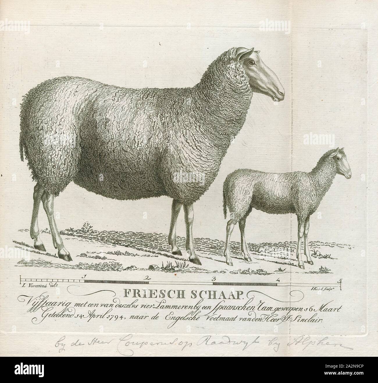 Castrated adult male hi-res stock photography and images - Alamy