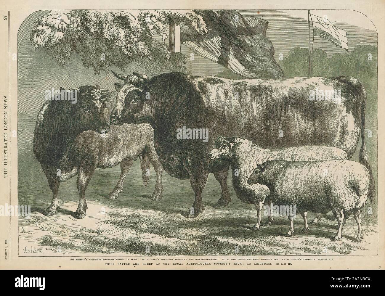 Ovis aries, Print, Domestic sheep (Ovis aries) are quadrupedal ...