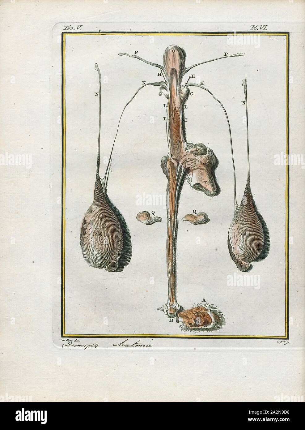 Male female reproductive organs hi-res stock photography and images - Alamy