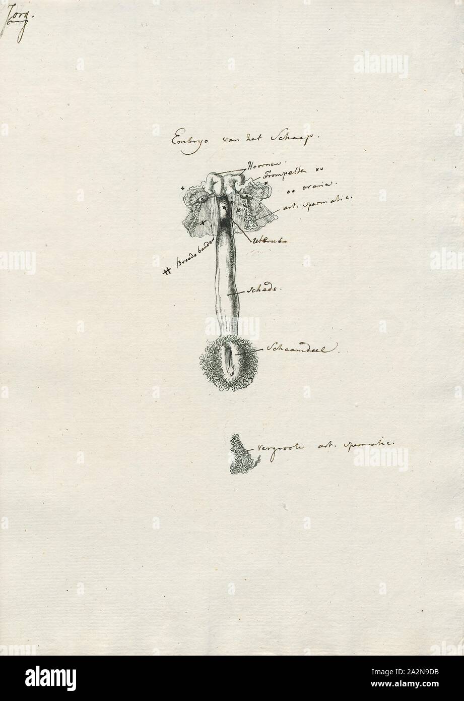Male female reproductive organs hi-res stock photography and images - Alamy