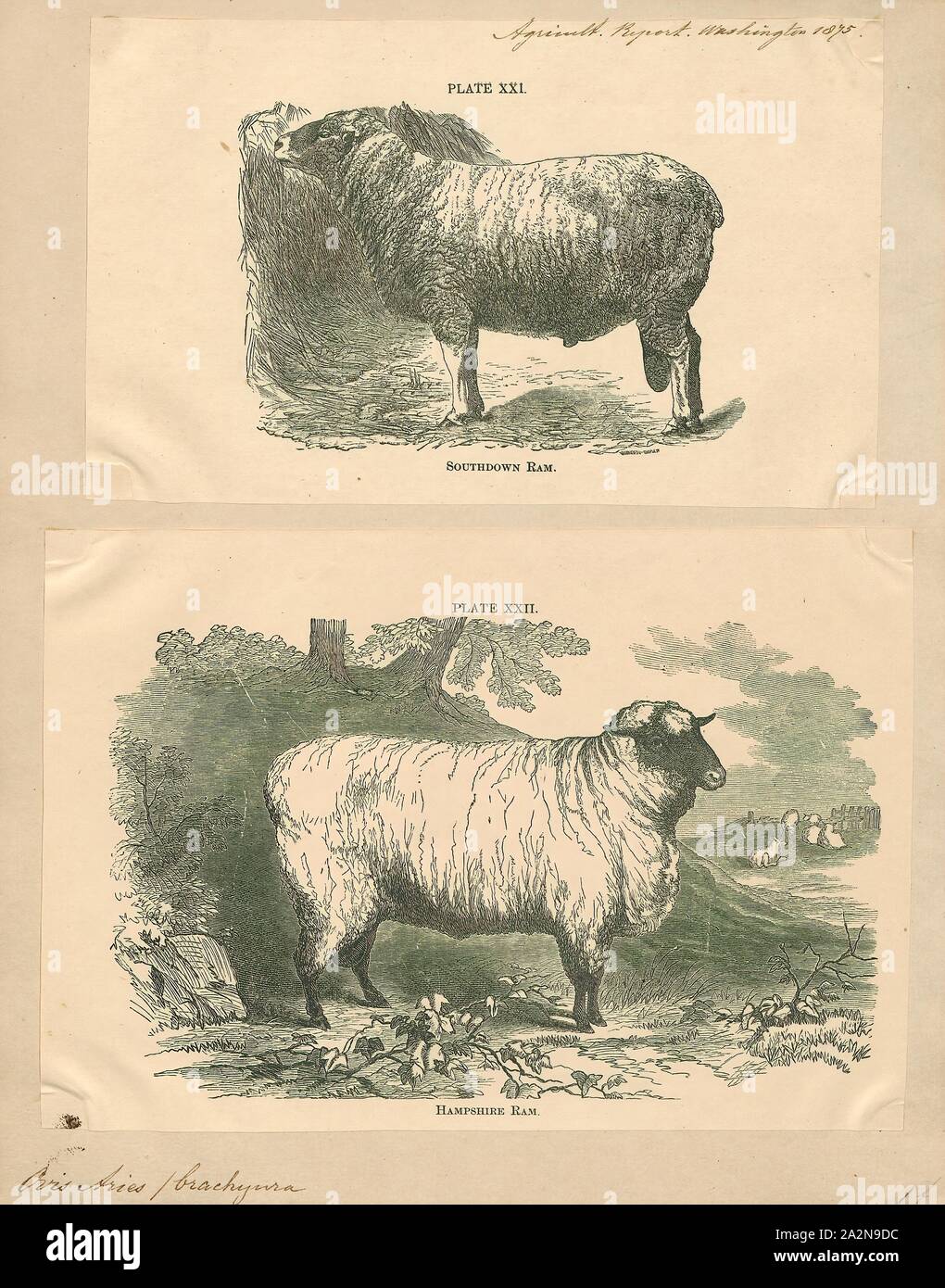 Ovis aries brachyura, Print, Ovis is a genus of mammals, part of the ...