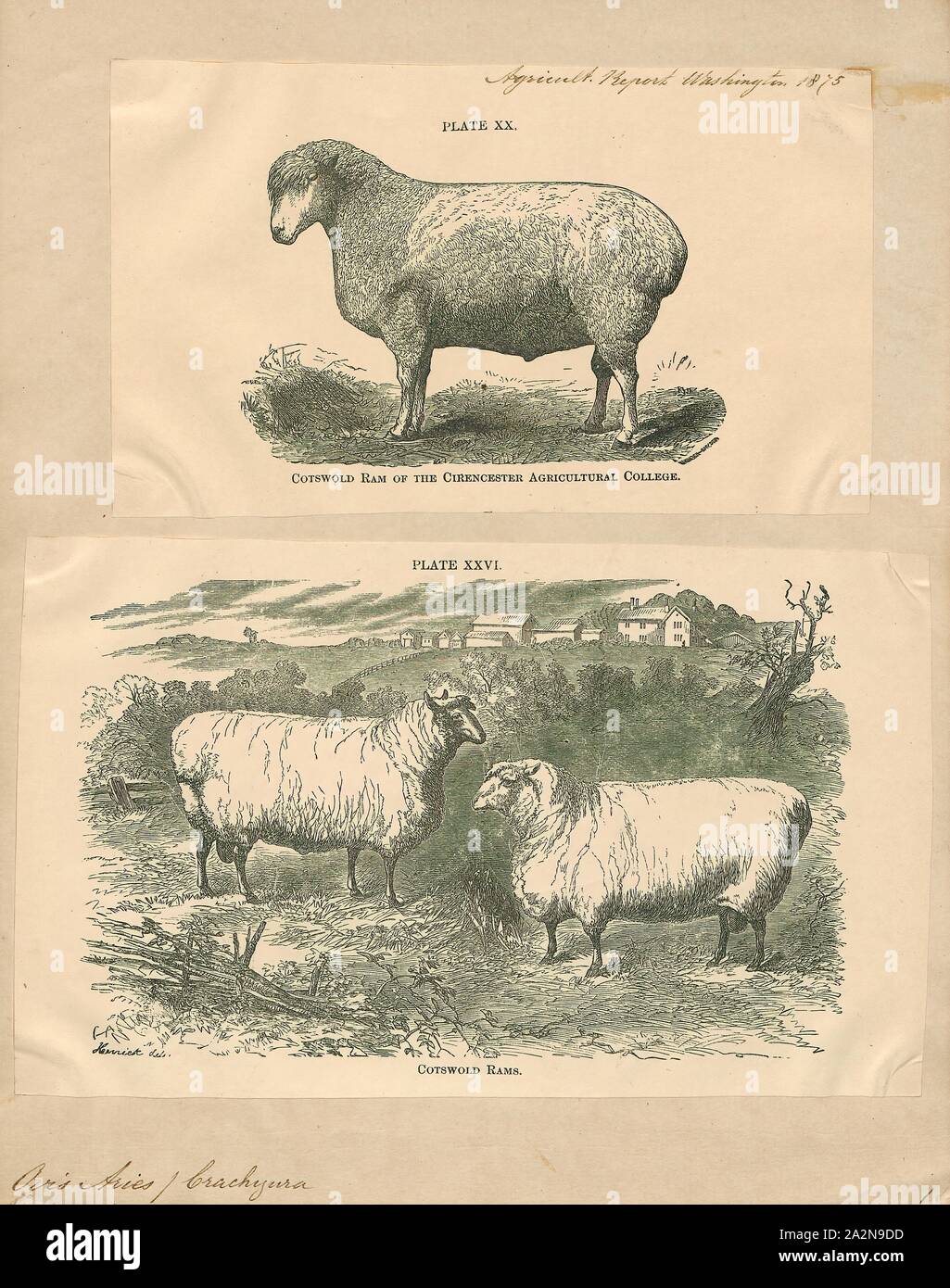 Ovis aries brachyura, Print, Ovis is a genus of mammals, part of the ...