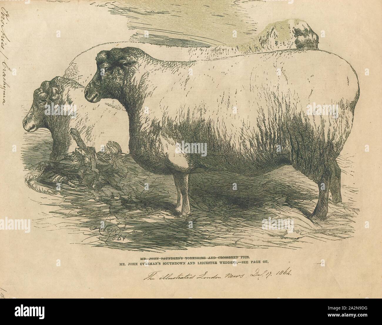 Ovis aries brachyura, Print, Ovis is a genus of mammals, part of the ...