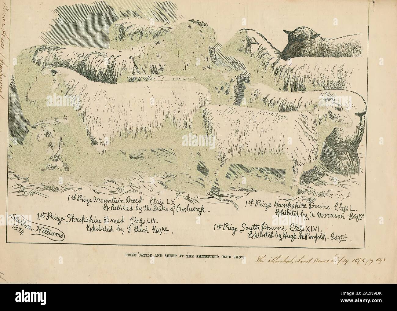 Ovis aries brachyura, Print, Ovis is a genus of mammals, part of the ...