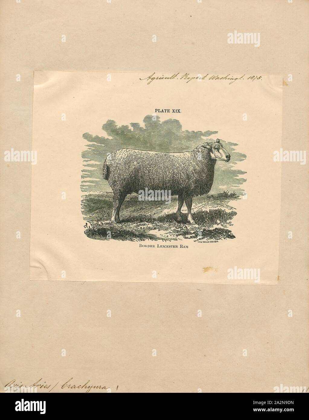 Brachyura family hi-res stock photography and images - Alamy