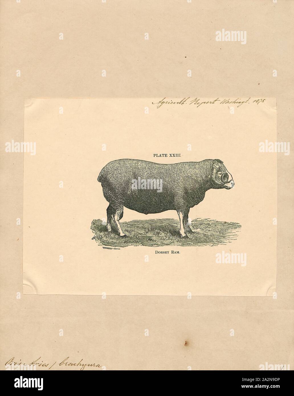 Ovis aries brachyura, Print, Ovis is a genus of mammals, part of the ...