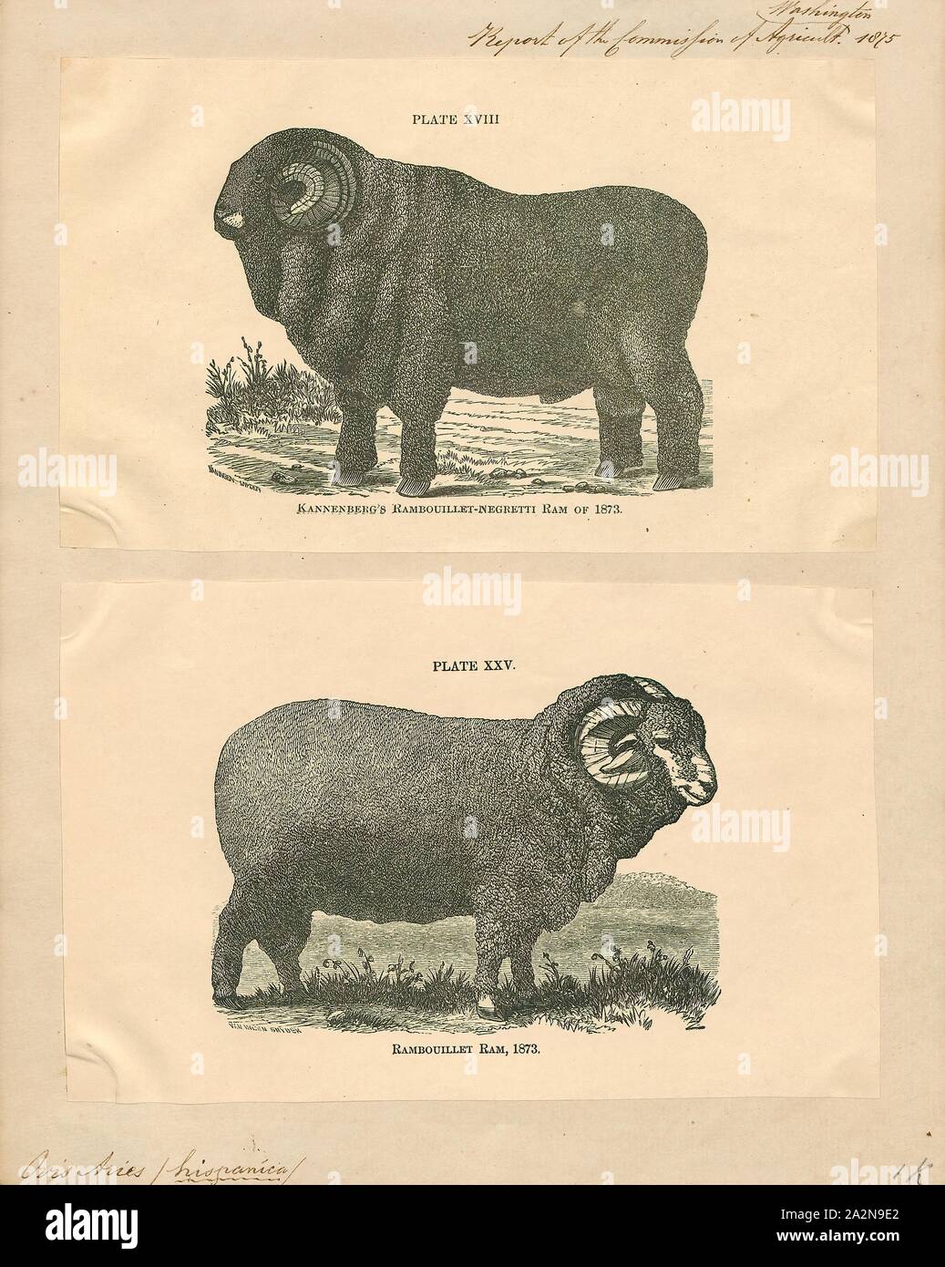 Caprinae hi-res stock photography and images - Alamy