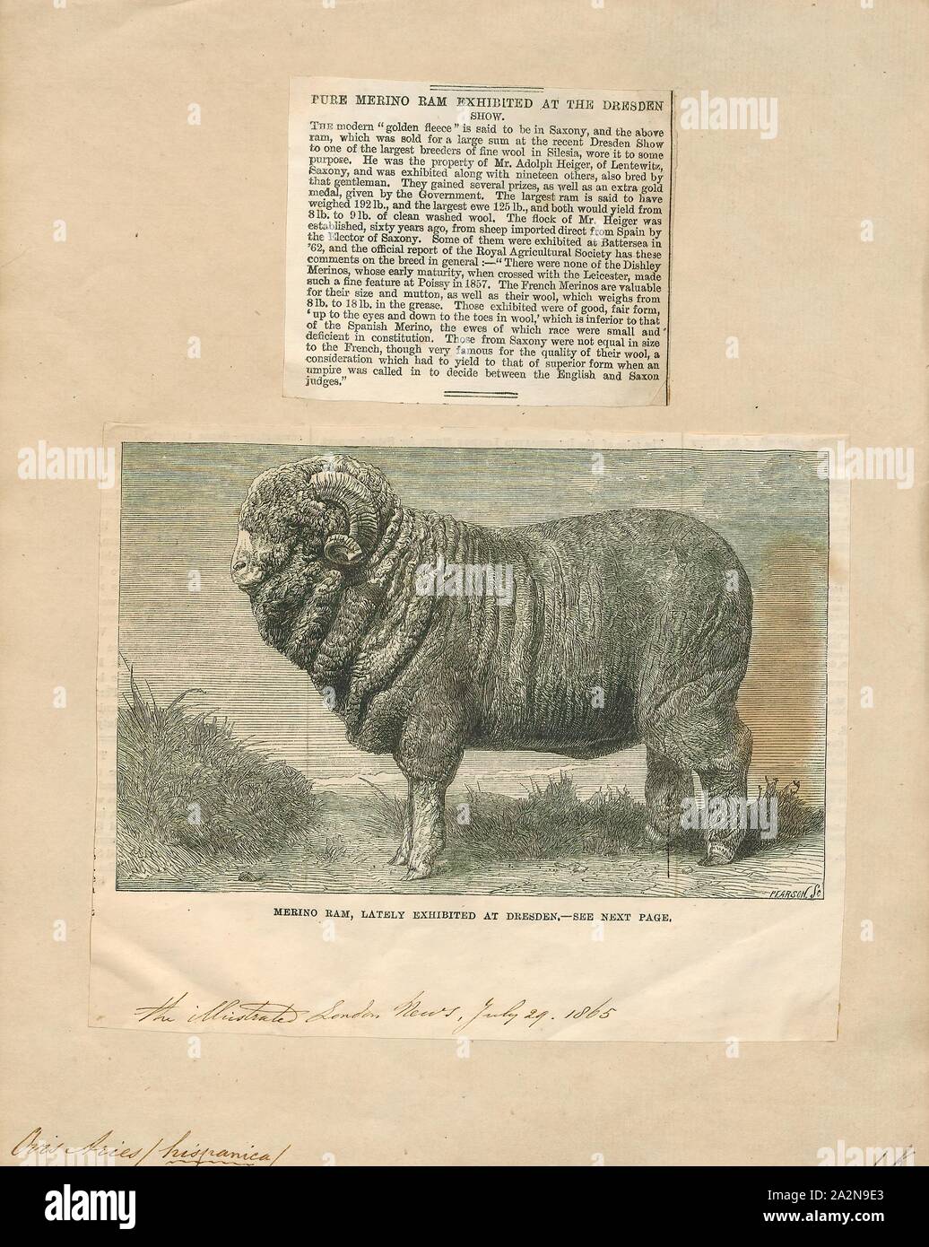 Caprinae hi-res stock photography and images - Alamy