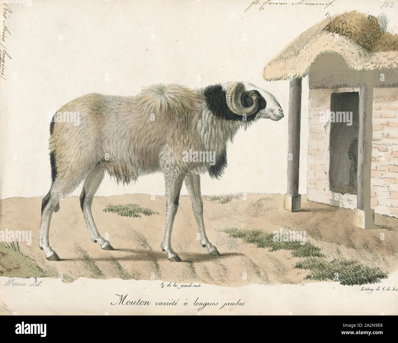 Ovis aries longipes hi-res stock photography and images - Alamy