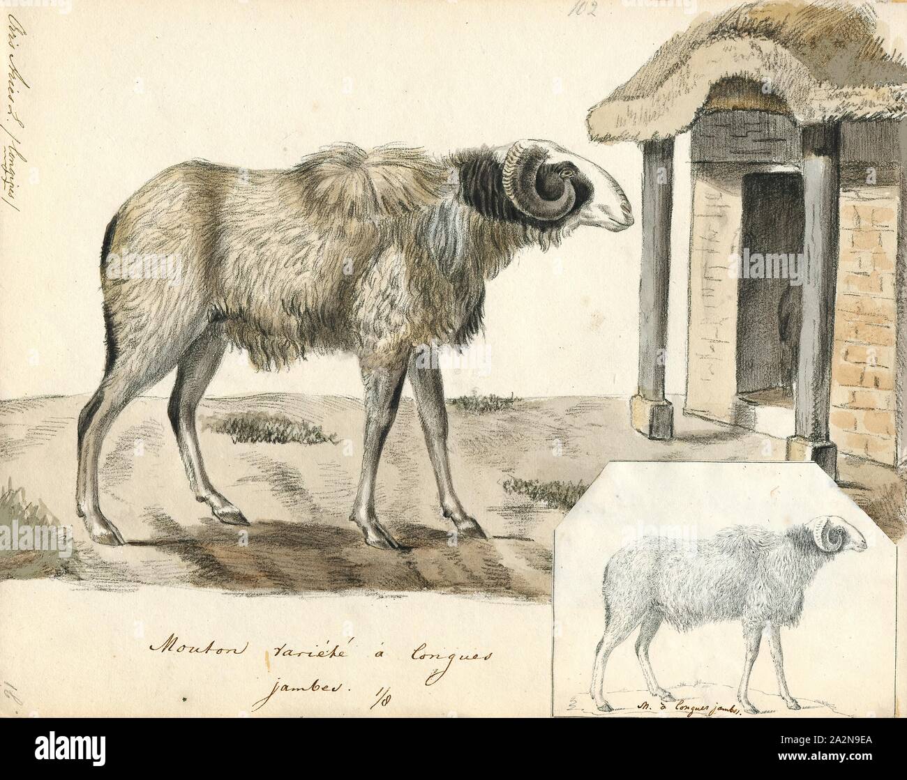 Ovis aries longipes, Print, Ovis is a genus of mammals, part of the ...