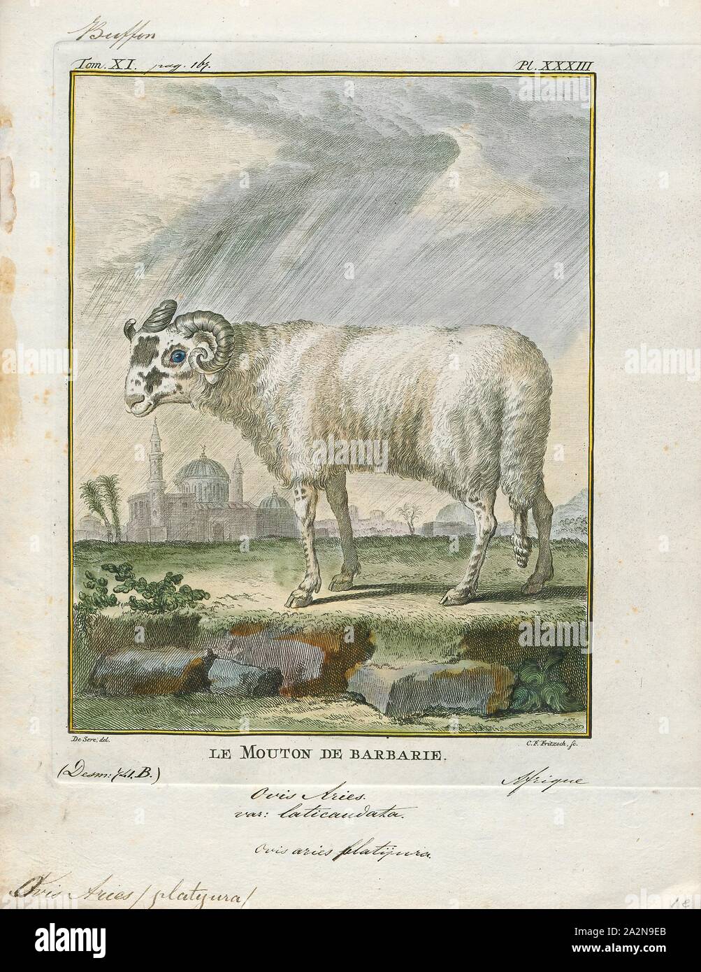 Ovis aries platyura, Print, Ovis is a genus of mammals, part of the ...