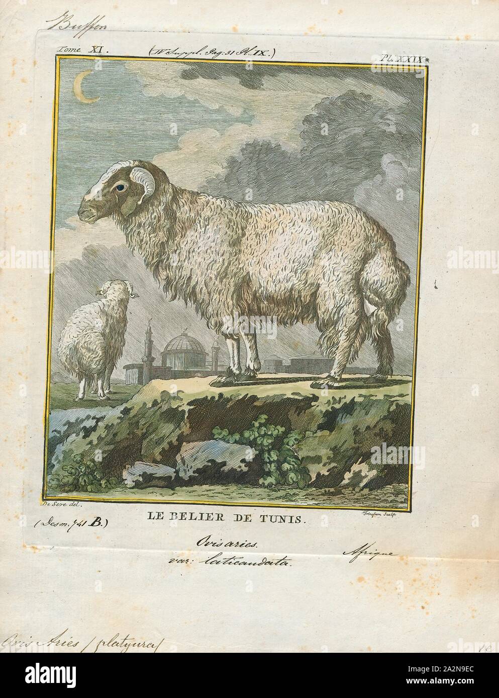 Ovis aries platyura, Print, Ovis is a genus of mammals, part of the ...