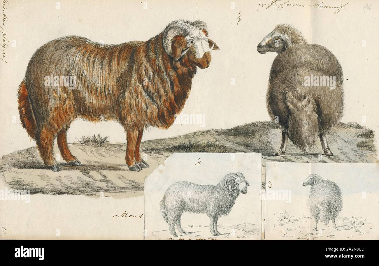 Ovis aries platyura, Print, Ovis is a genus of mammals, part of the ...