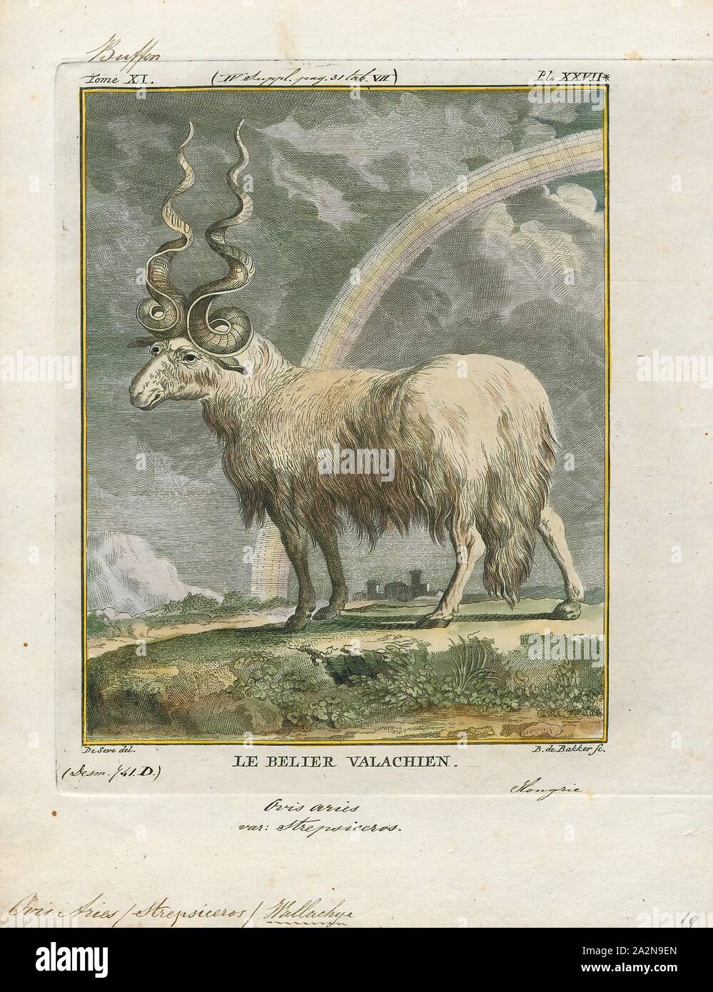 Ovis aries strepsiceros, Print, Ovis is a genus of mammals, part of the ...