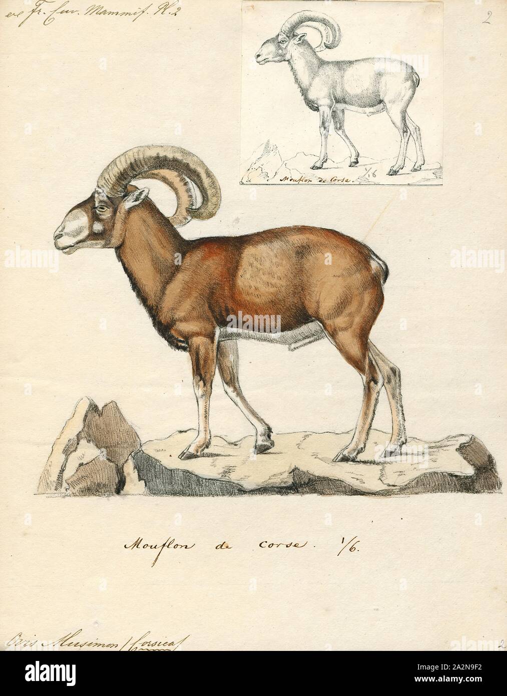 Modern domestic sheep breeds hi-res stock photography and images - Alamy