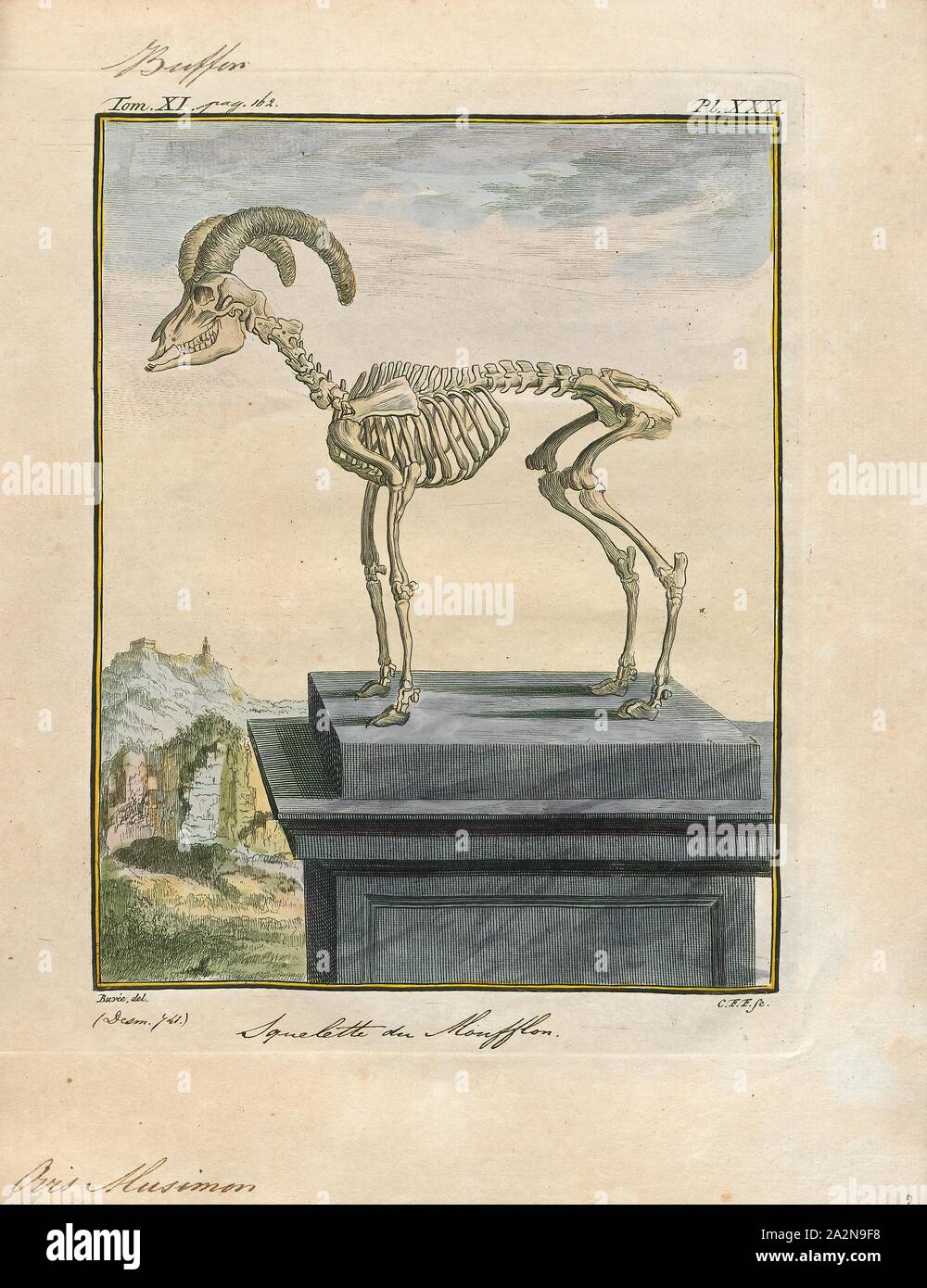 Sheep ancestor hi-res stock photography and images - Alamy