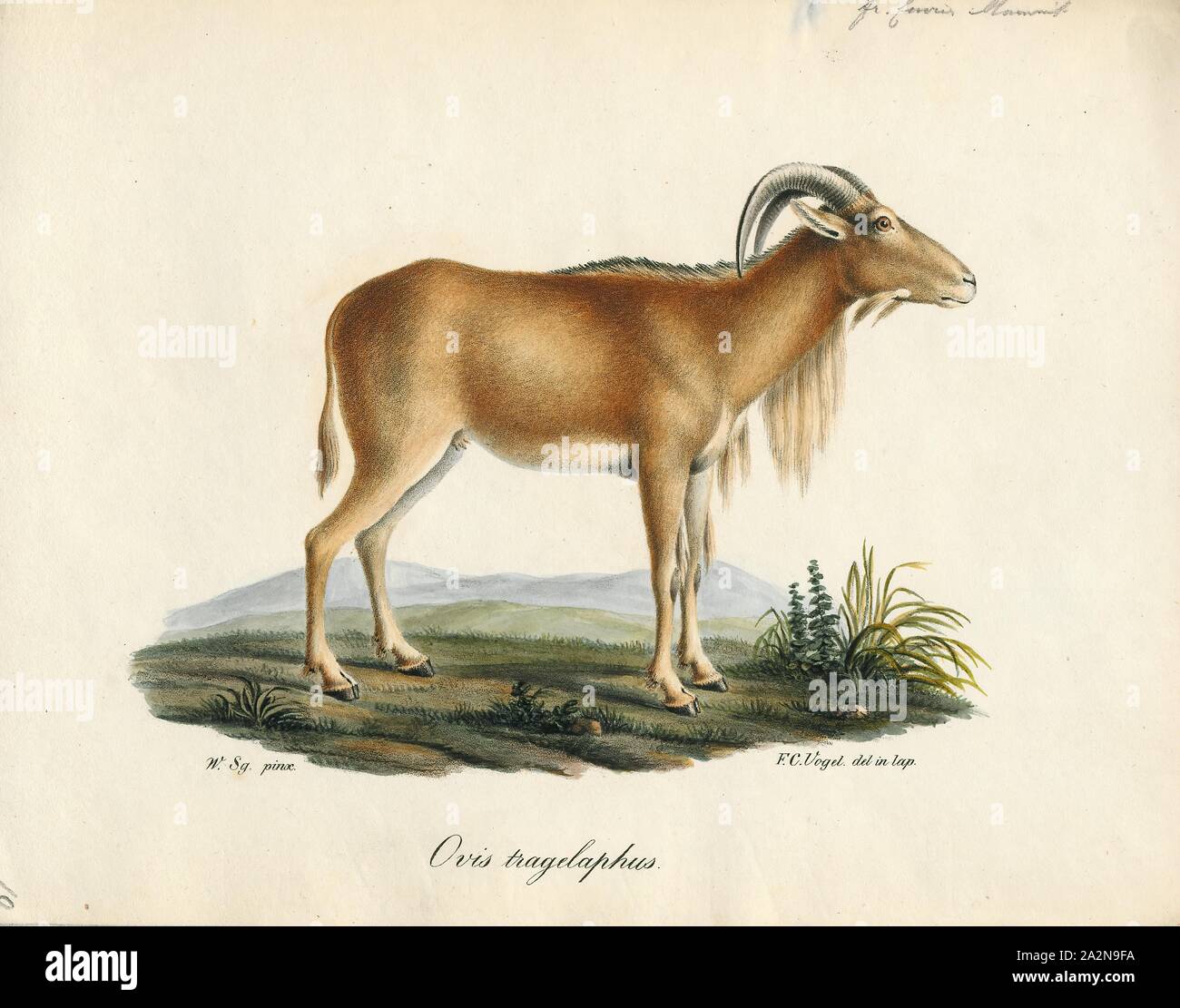 Caprinae subfamily hi-res stock photography and images - Alamy