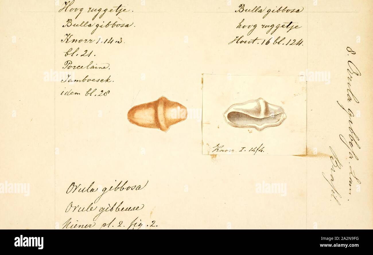 Ovula gibbosa, Print, Ovula is a genus of sea snails, marine gastropod ...