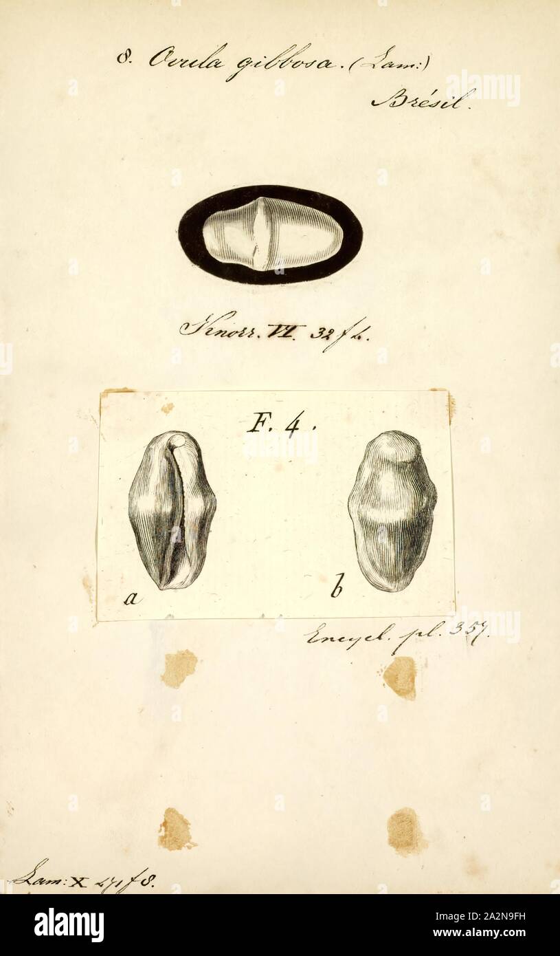 Ovula gibbosa, Print, Ovula is a genus of sea snails, marine gastropod ...