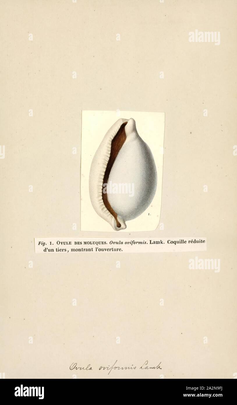 Ovula oviformis, Print, Ovula is a genus of sea snails, marine ...