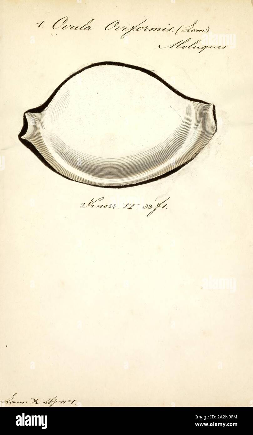 Ovula oviformis, Print, Ovula is a genus of sea snails, marine ...