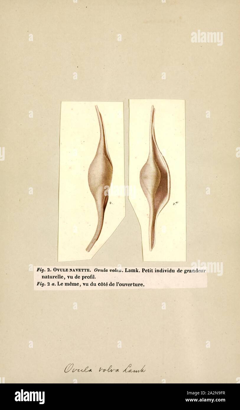 Ovula volva hi-res stock photography and images - Alamy