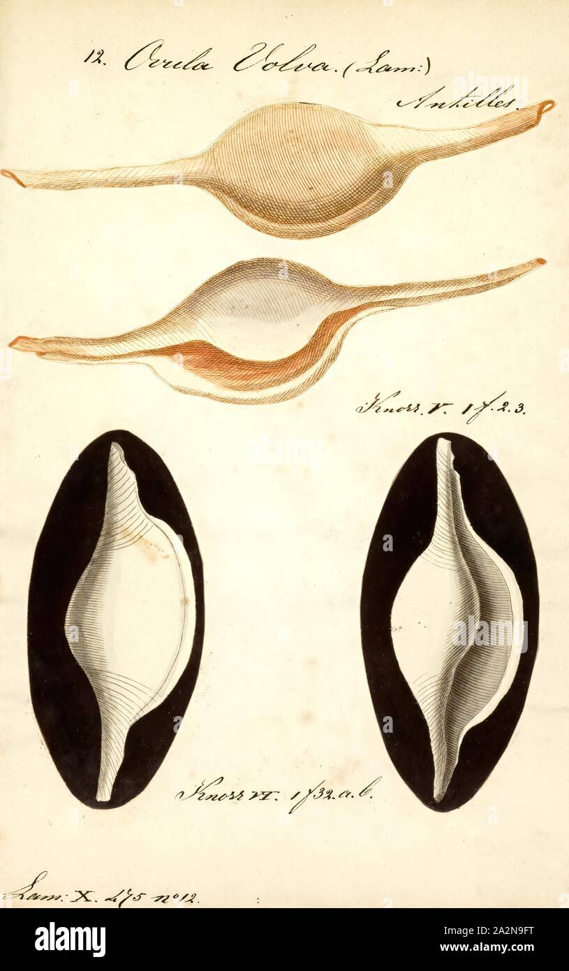 Ovula volva, Print, Ovula is a genus of sea snails, marine gastropod ...