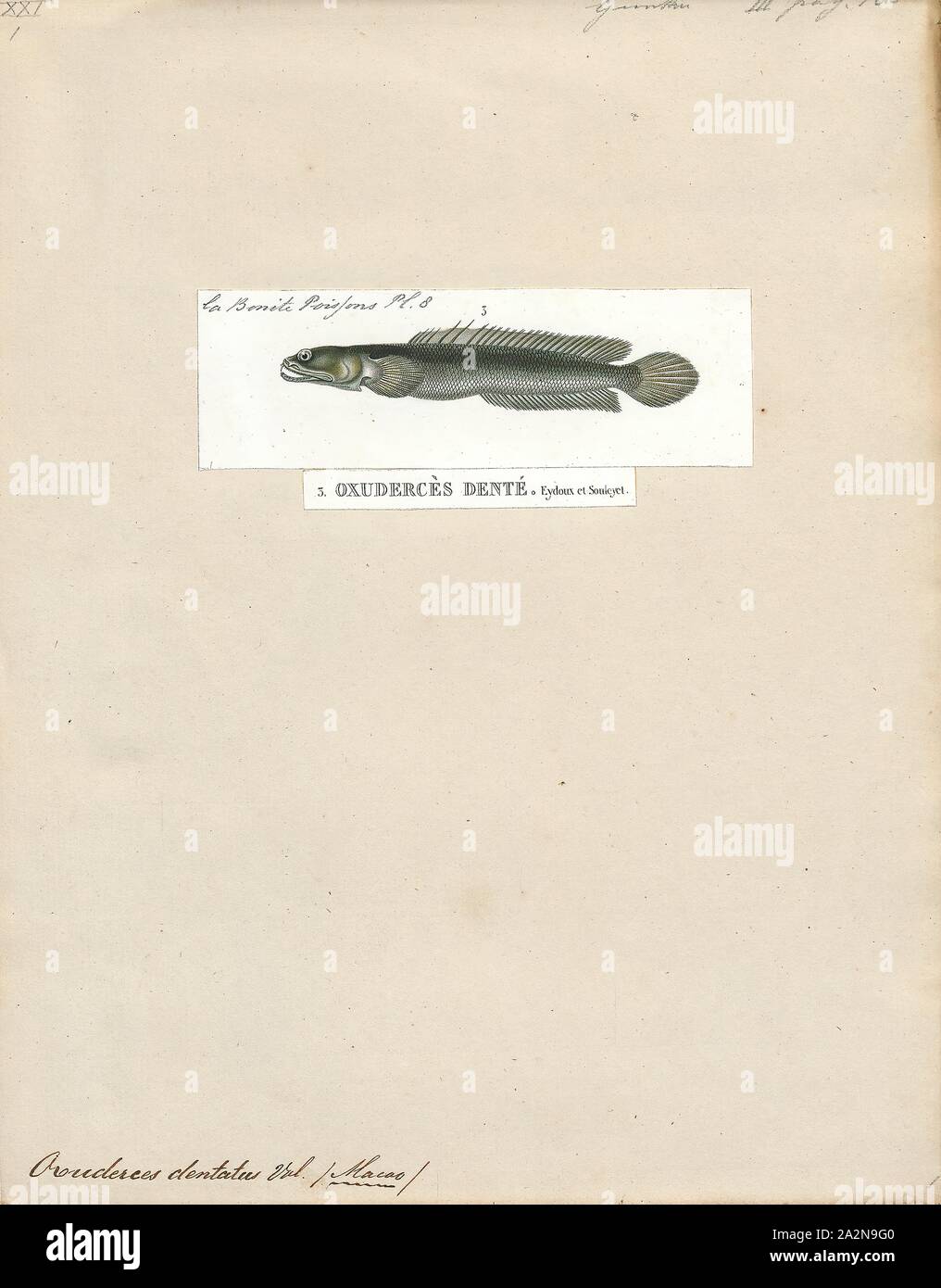 Oxuderces dentatus, Print, Oxuderces is a genus of fish in the family ...