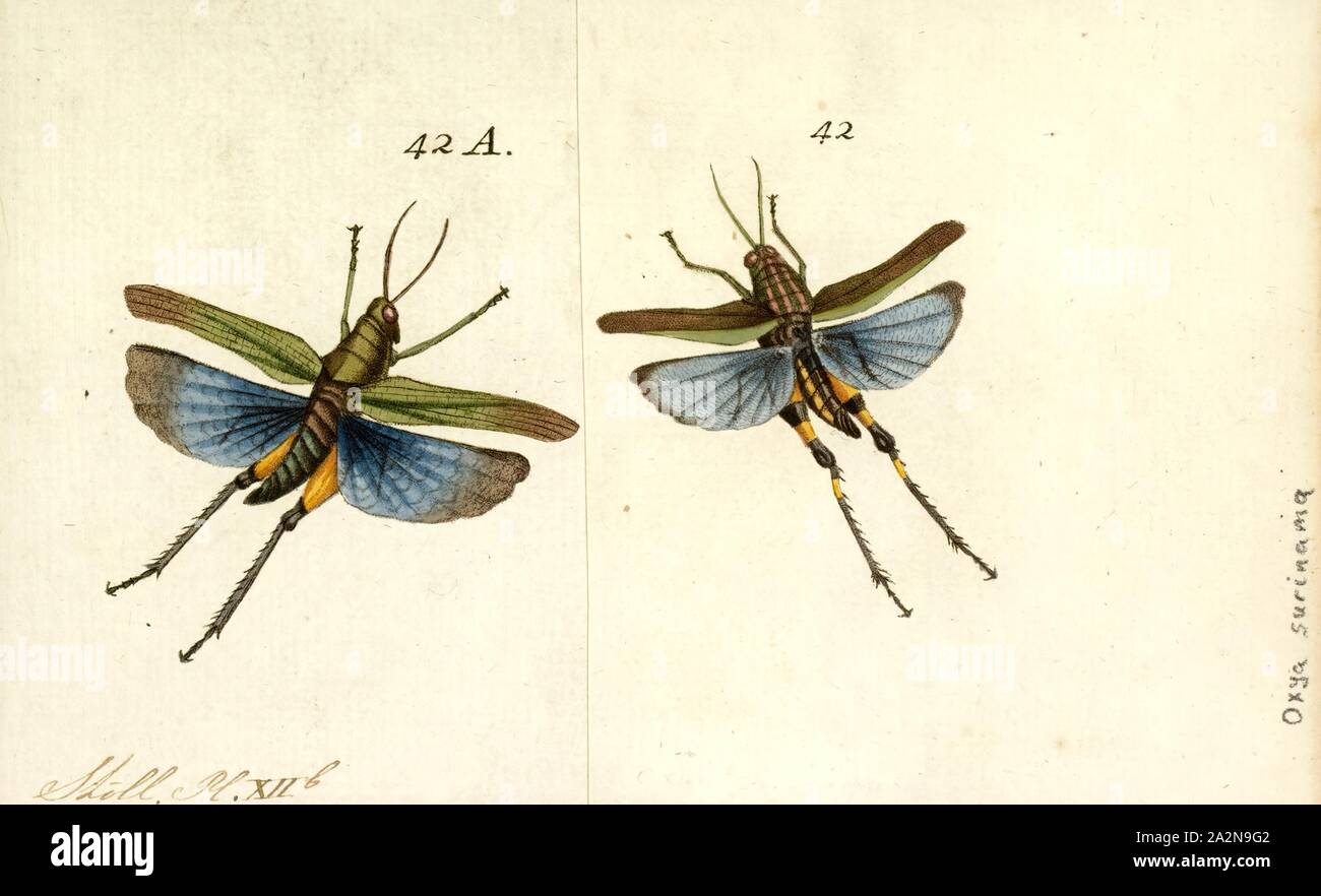 Oxya hi-res stock photography and images - Alamy