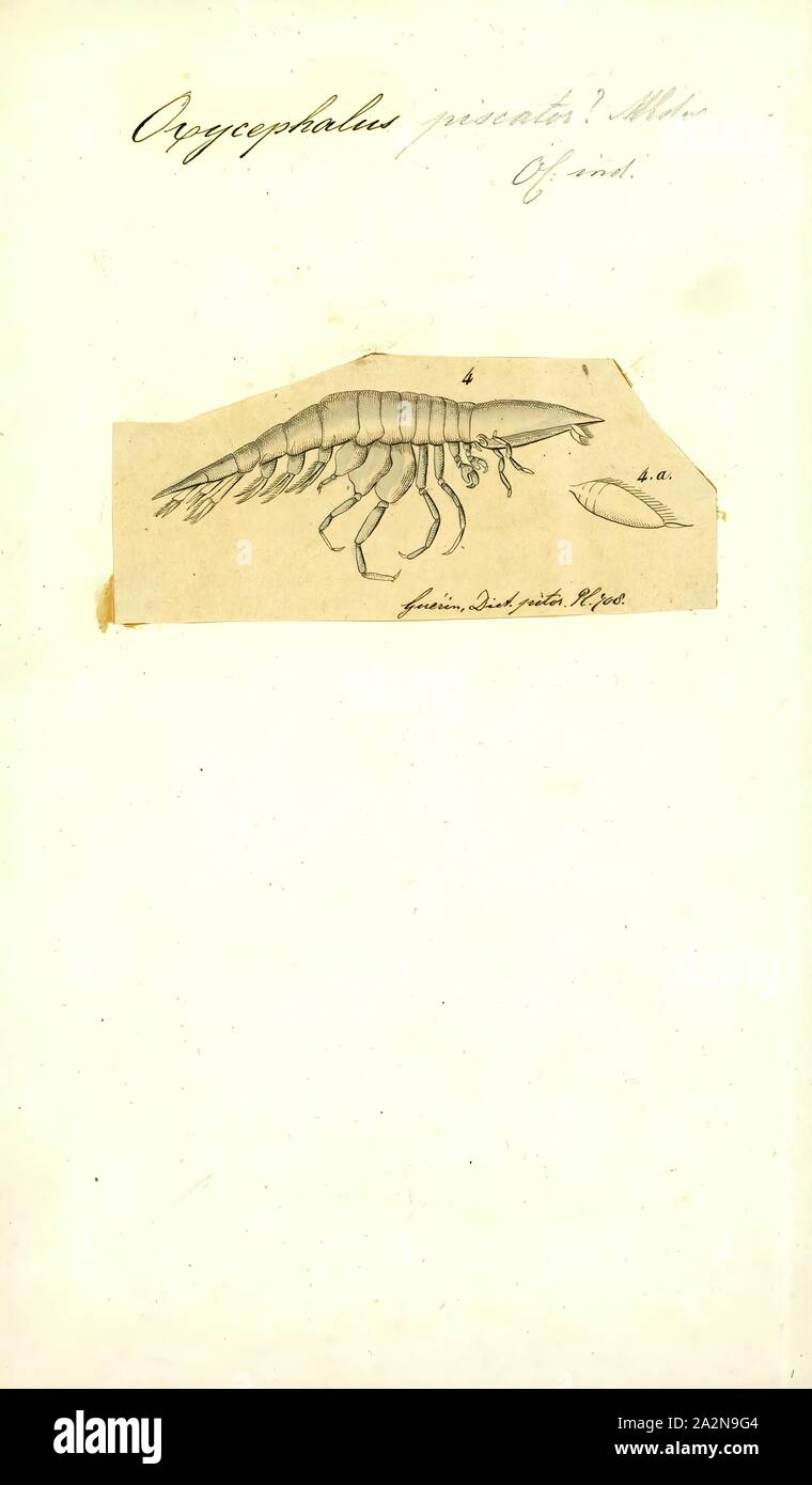 Oxycephalus piscator, Print Stock Photo - Alamy