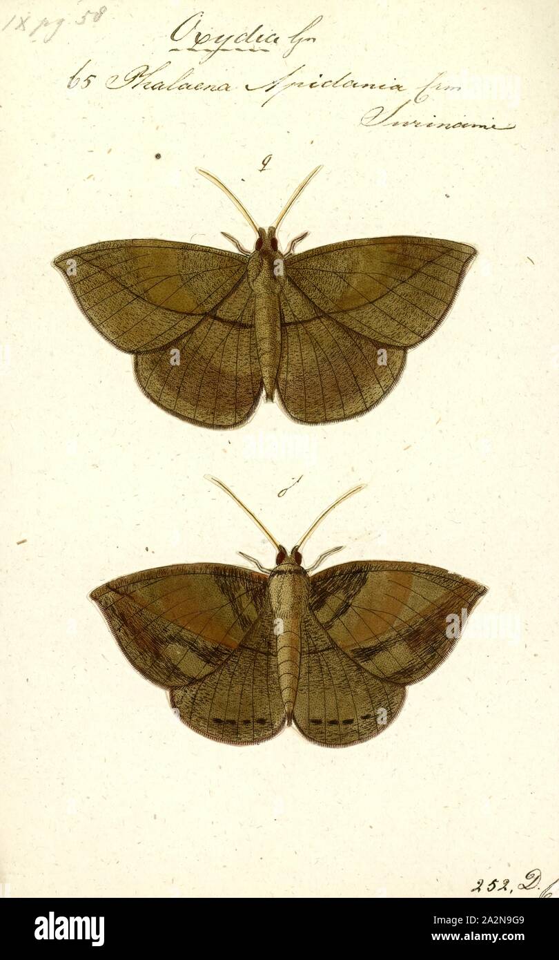 Oxydia, Print, Oxydia is a genus of moths in the family Geometridae ...