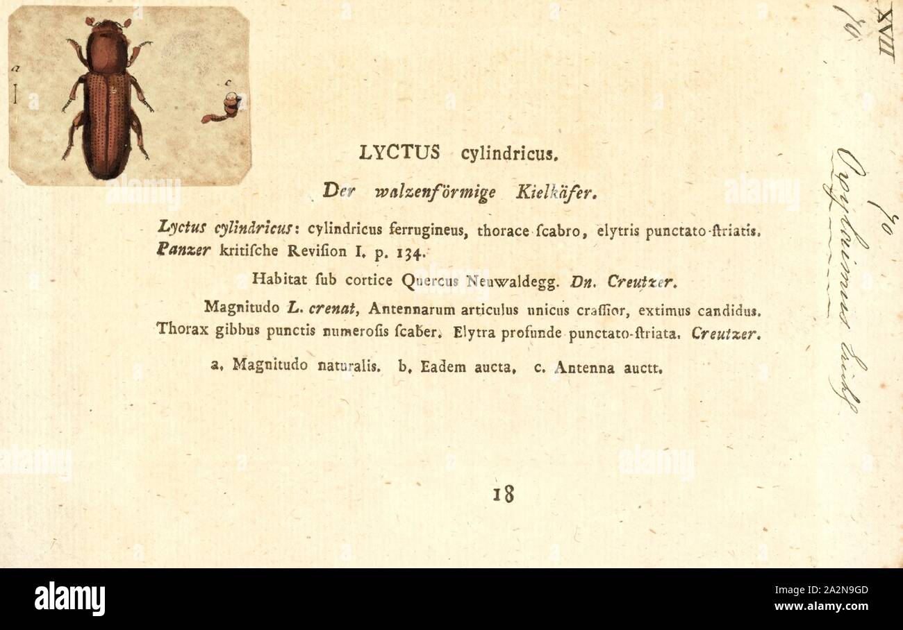 Oxylaemus, Print, Oxylaemus is a genus of beetles in the family ...