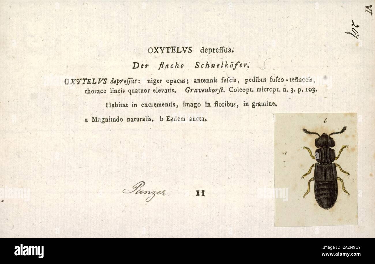 Oxytelus, Print, Oxytelus is a genus of spiny-legged rove beetles in the family Staphylinidae ...