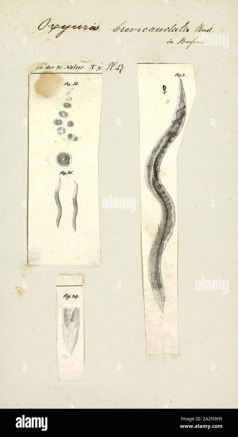 Oxyuris hi-res stock photography and images - Alamy