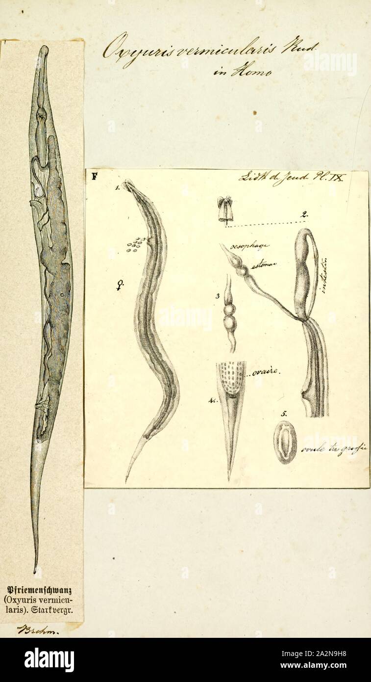 Oxyuris vermicularis, Print Stock Photo - Alamy