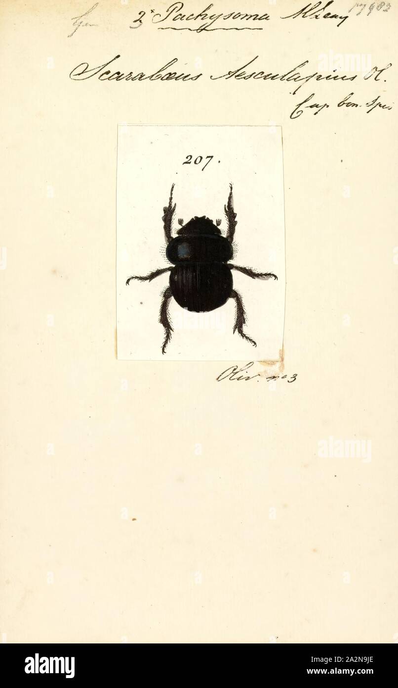 Pachysoma hi-res stock photography and images - Alamy