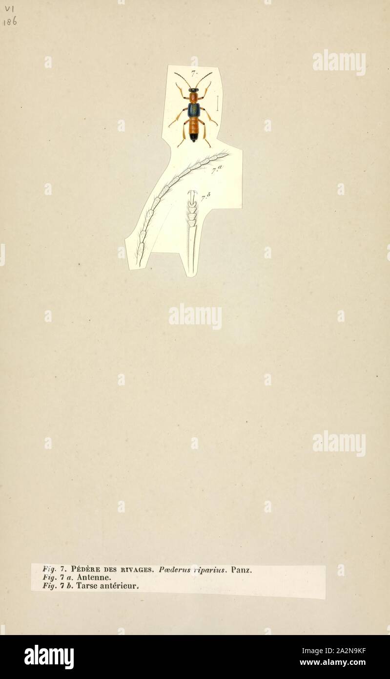 Paederus, Print, Paederus is a genus of small beetles of the family ...