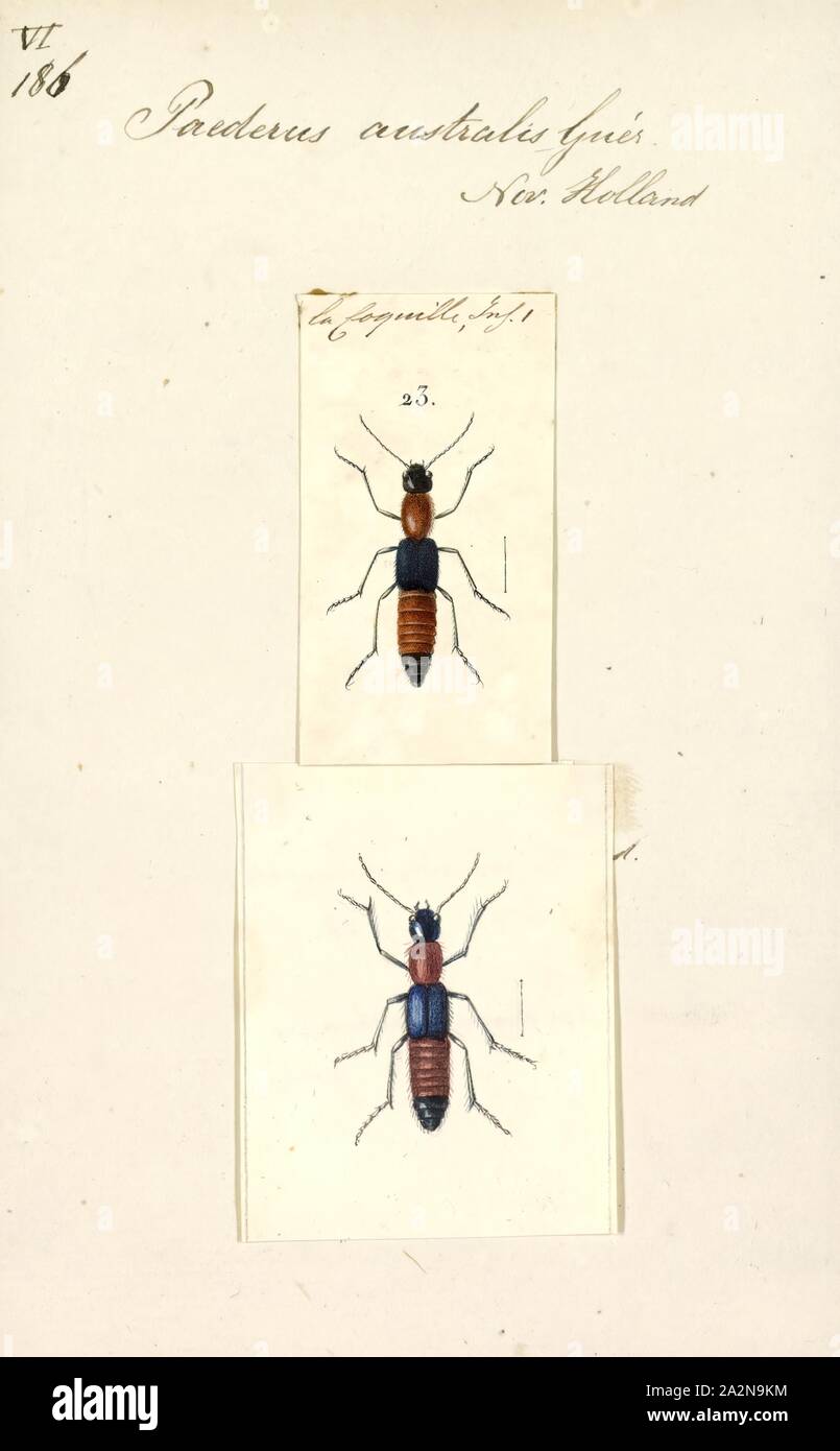 Paederus, Print, Paederus is a genus of small beetles of the family ...
