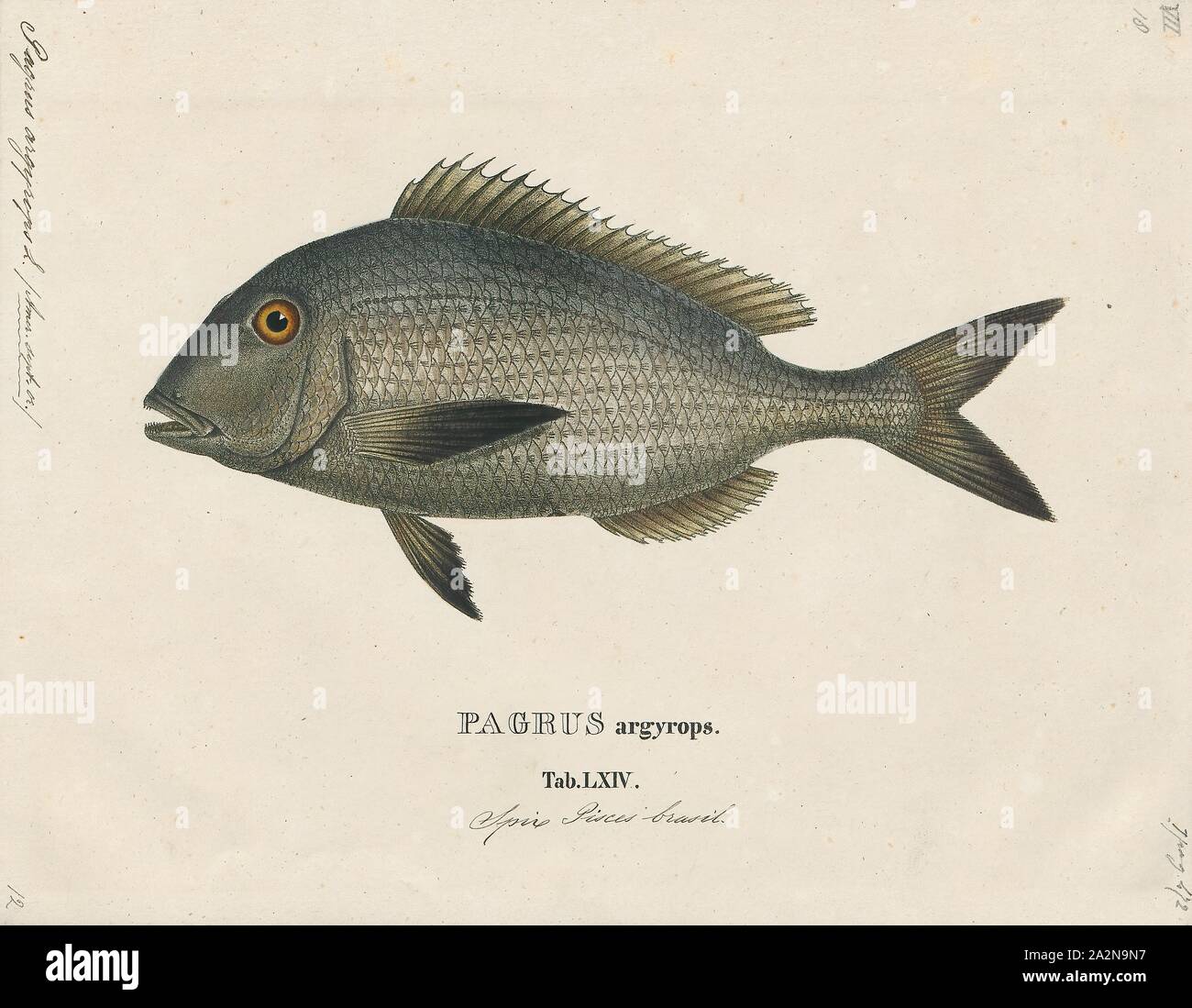 Pagrus hi-res stock photography and images - Alamy